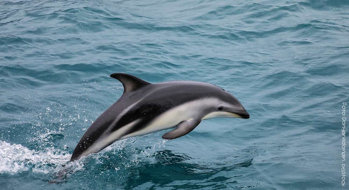 Die 4 schönsten Delfin Touren auf Mallorca » Mallorca-Entdecker